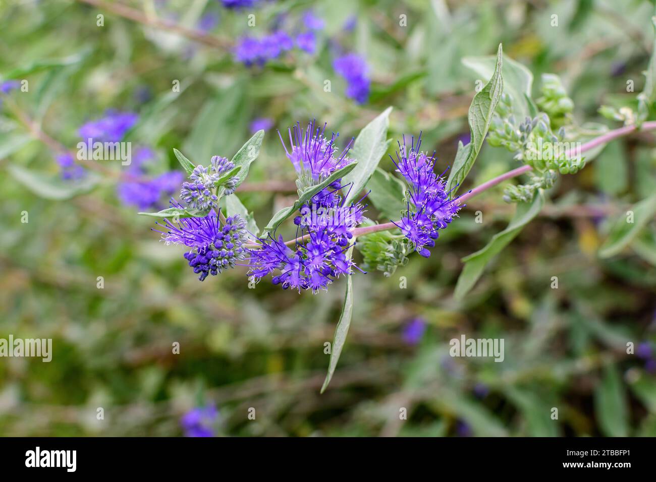 Caryopteris x clandonensis ‘sunny blue’ hi-res stock photography and ...