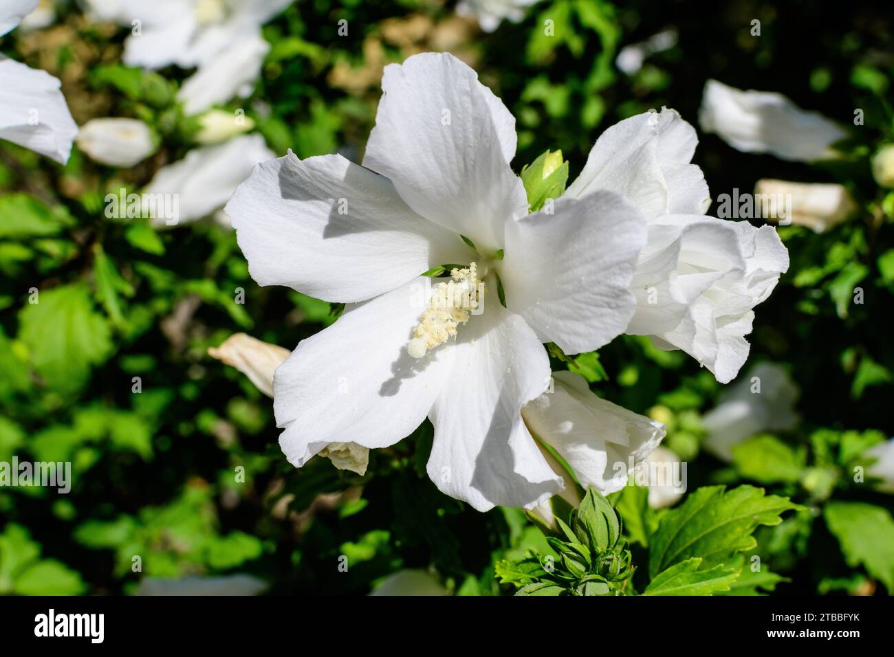 One white flower of hibiscus syriacus plant, commonly known as Korean ...