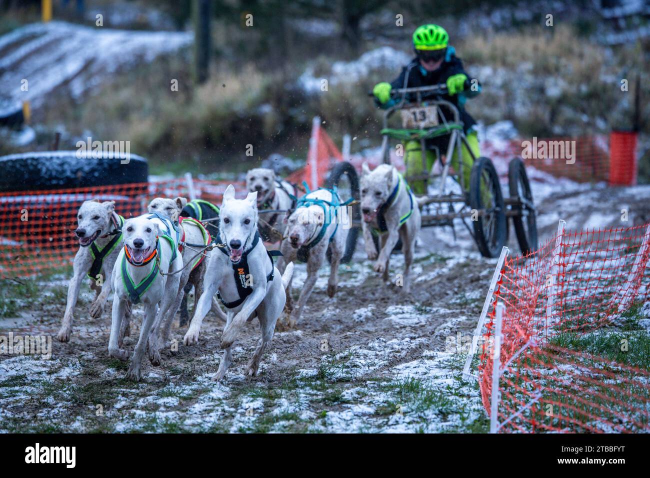 Plate, Germany. 25th Nov, 2023. At the start of the German sled dog ...