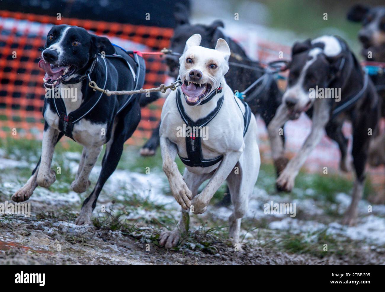 Plate, Germany. 25th Nov, 2023. At the start of the German sled dog ...