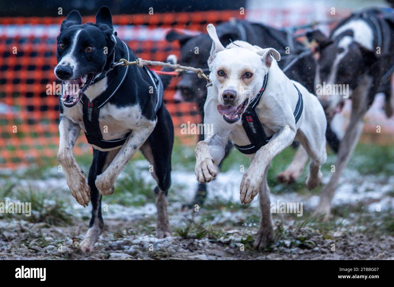 Plate, Germany. 25th Nov, 2023. At the start of the German sled dog ...