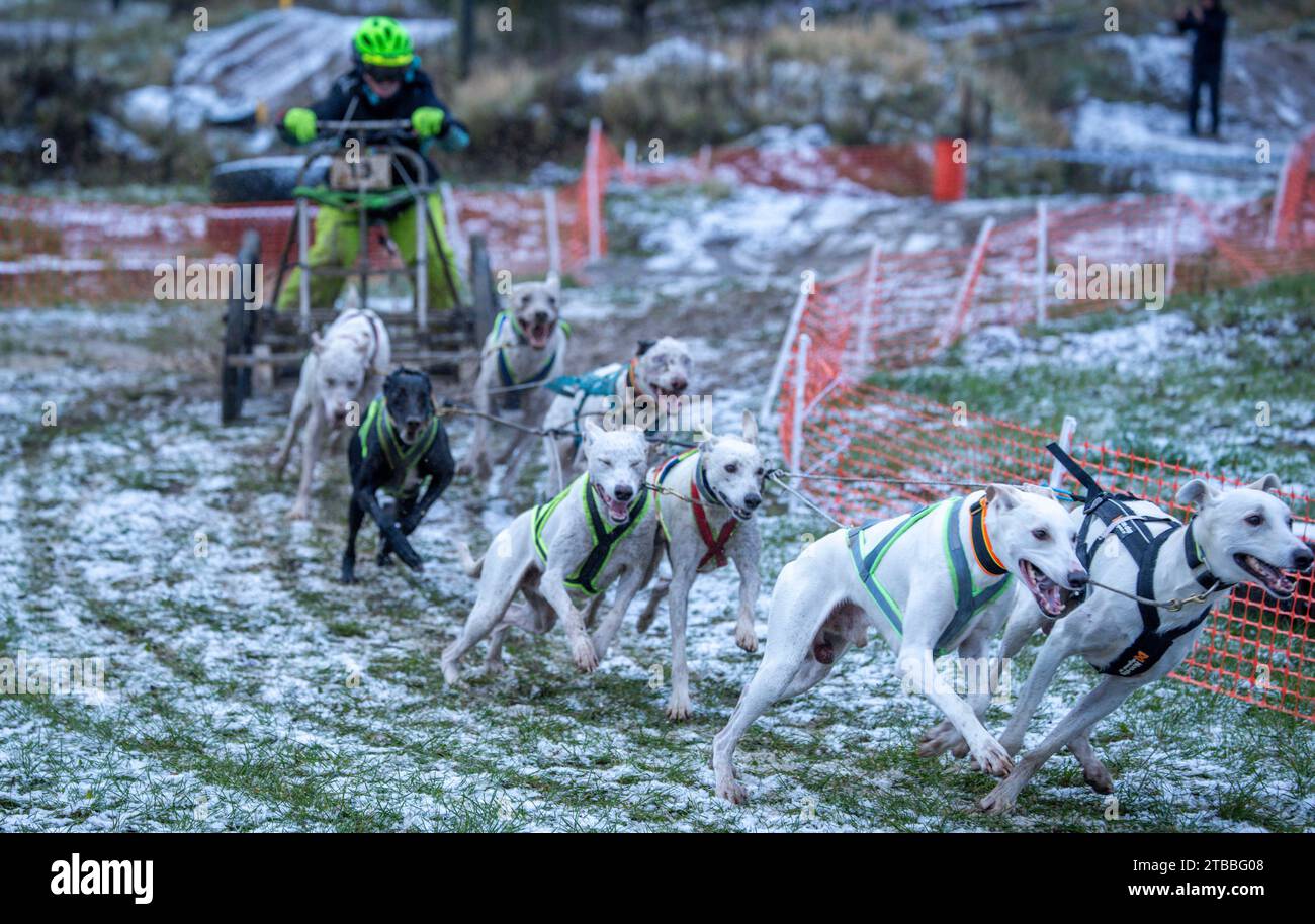 Plate, Germany. 25th Nov, 2023. At the start of the German sled dog ...