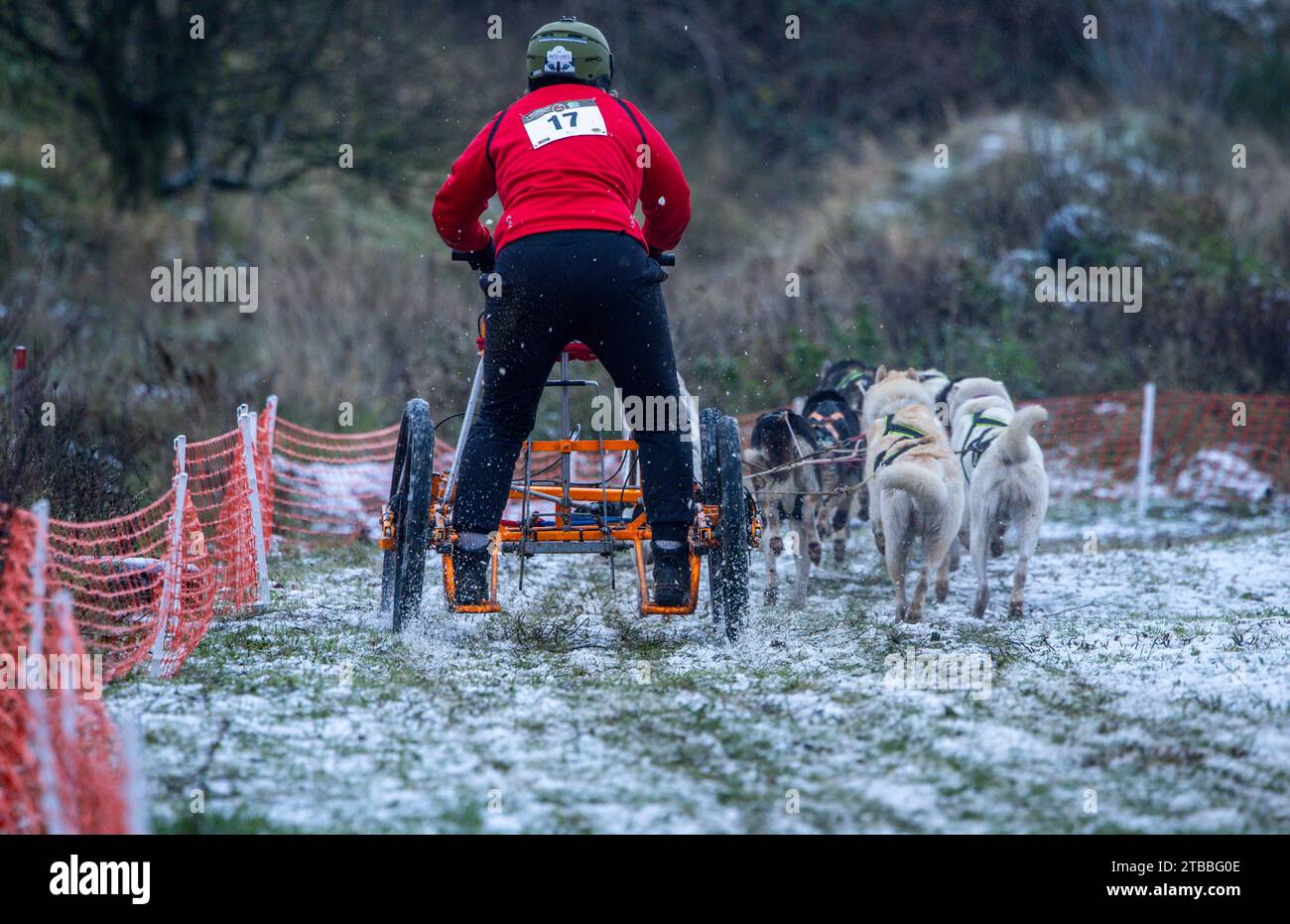 Plate, Germany. 25th Nov, 2023. At the start of the German sled dog ...