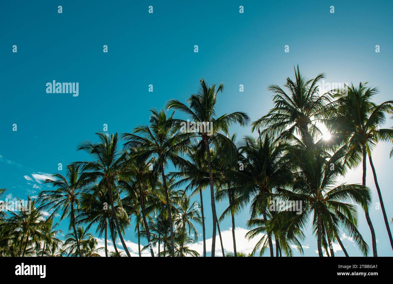 Tropical palm coconut trees on sky, nature background. Palms landscape ...