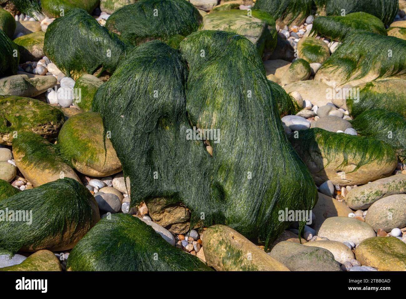 Rock algae hi-res stock photography and images - Alamy