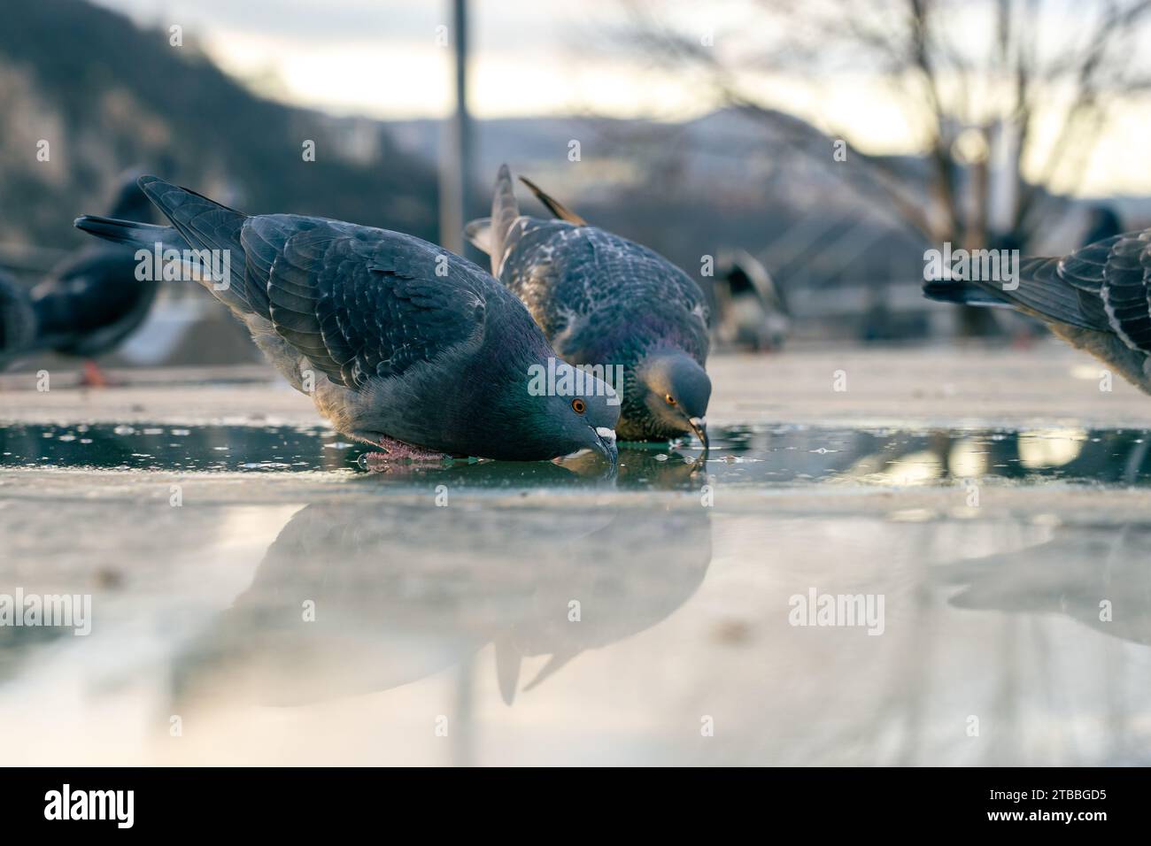 Pigeons puddle hi-res stock photography and images - Alamy