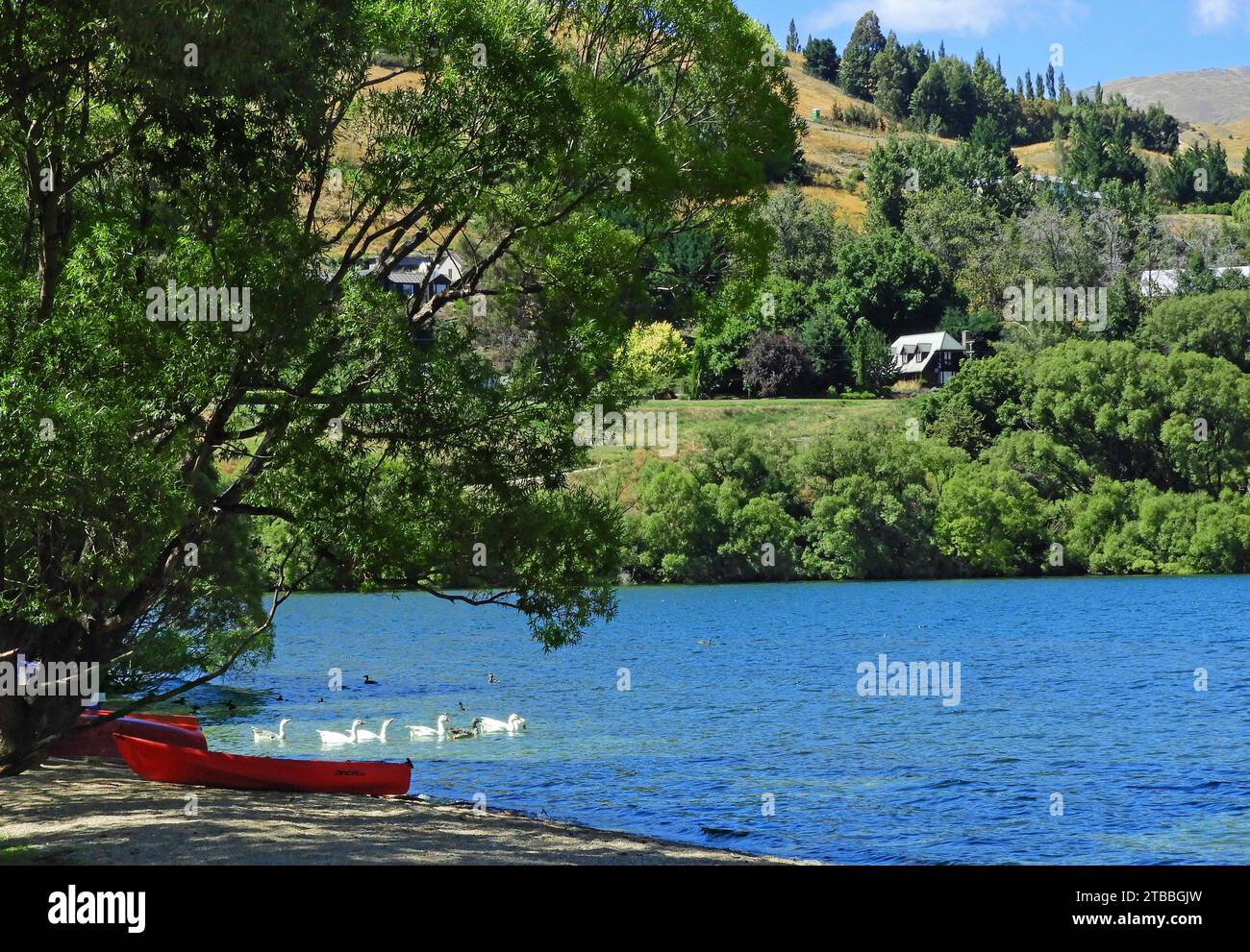 black swans and pekin ducks swimming in lake hayes with a canoe and ...
