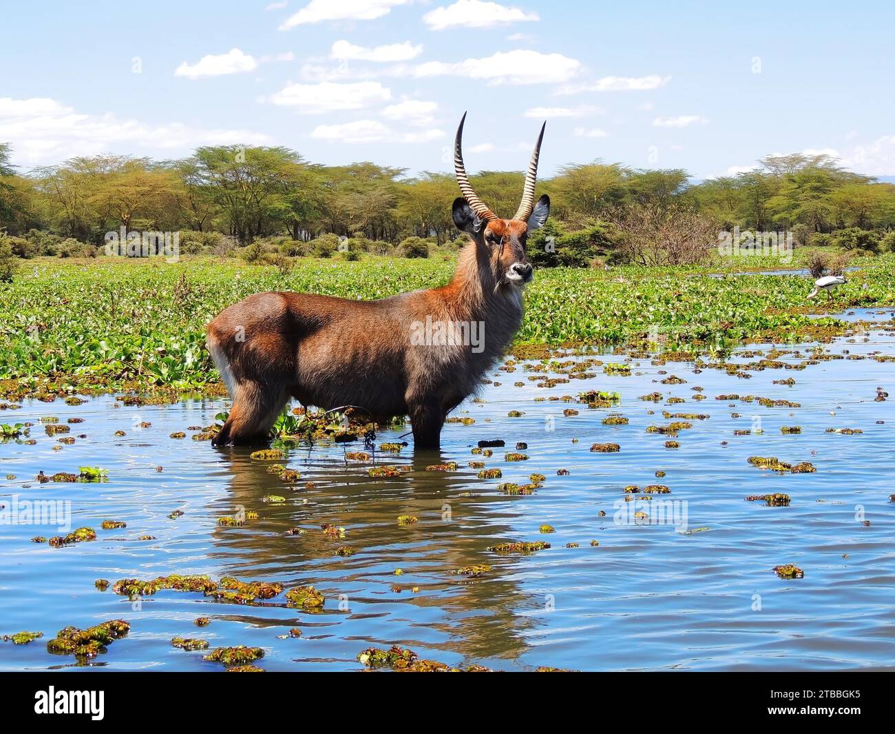 Magnificent male waterbuck standing in the shallows of lake naivasha ...