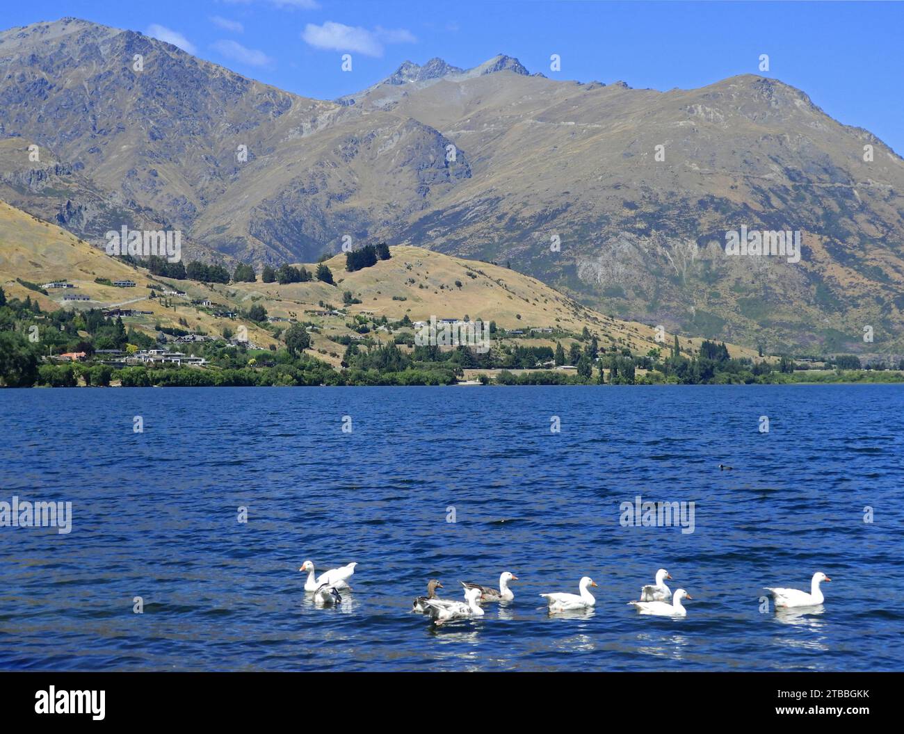 white pekin ducks swimming in lake hayes with a scenic mountain ...