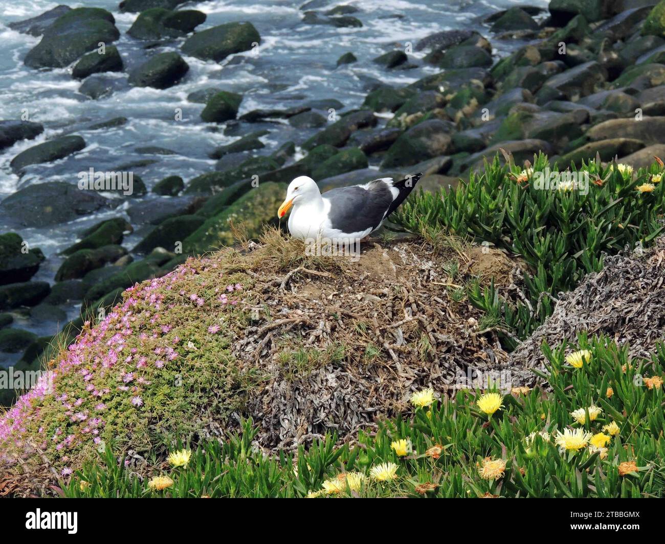 california sea gull nesting on the cliffs amongst flowering ice plants ...