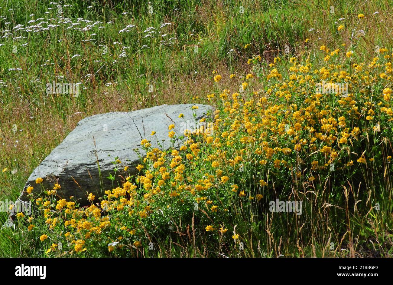 pretty yellow and white wildflowers next to a boulder on coronet peak ...