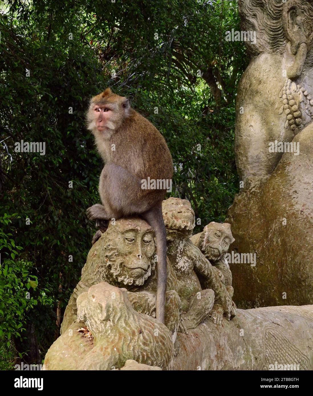 white-tailed monkey sitting on a stone monkey carving in ubud monkey ...