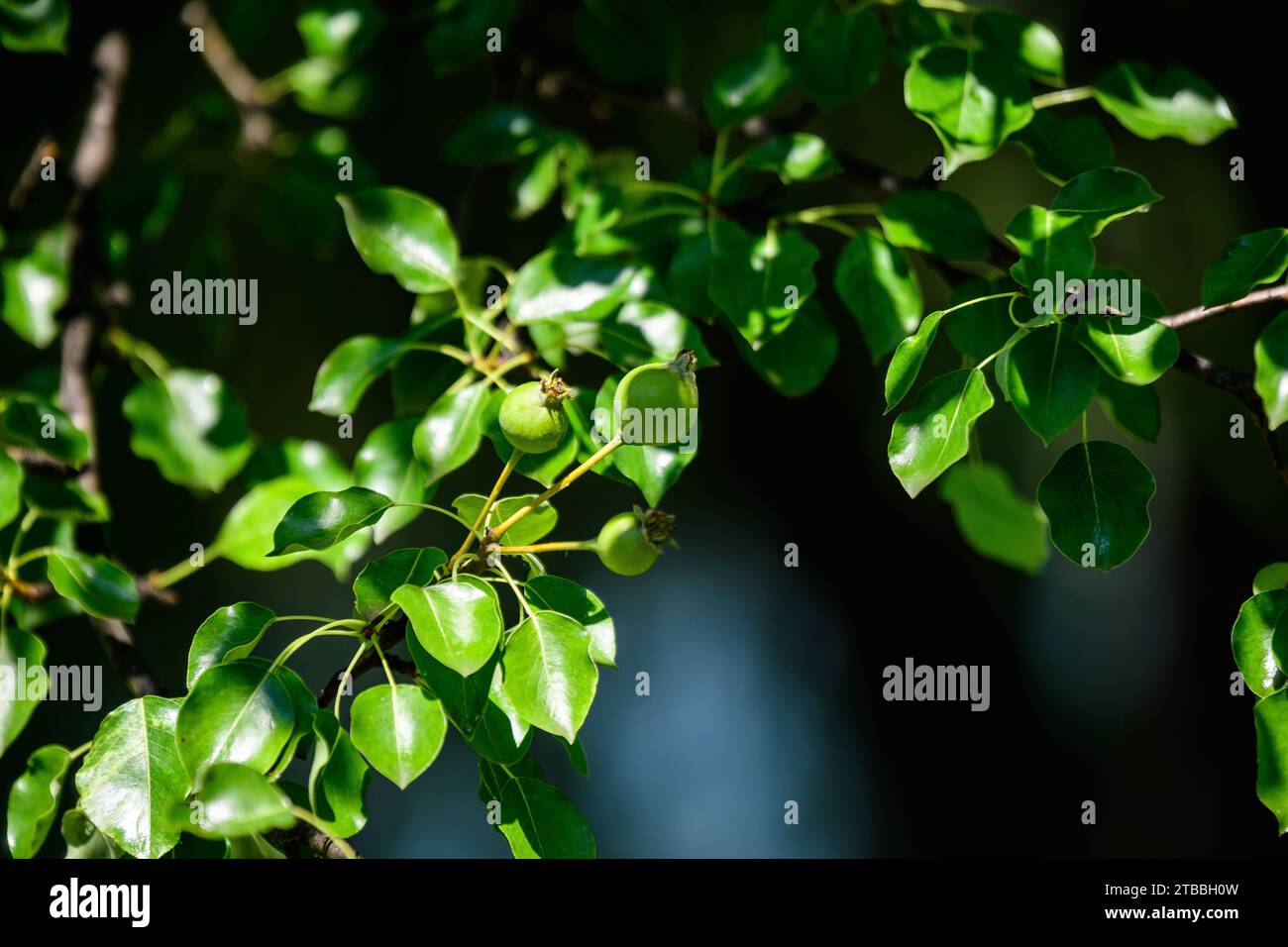 Branch with young fruits and green leaves of pear tree in an orchard in ...