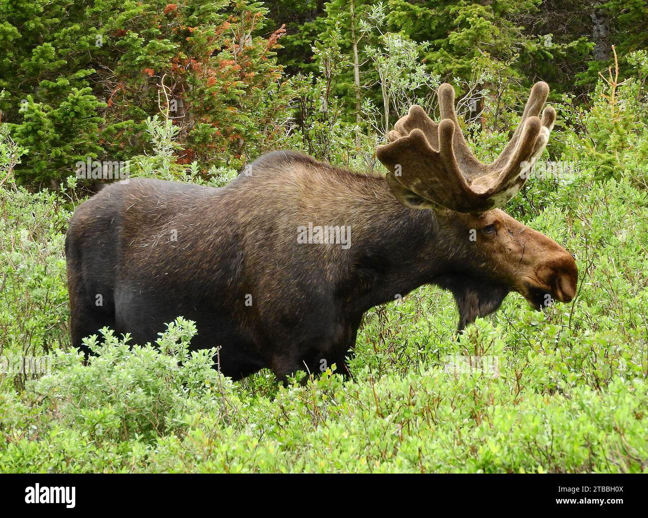 two bull moose grazing in the willows at brainard lake in the indian ...