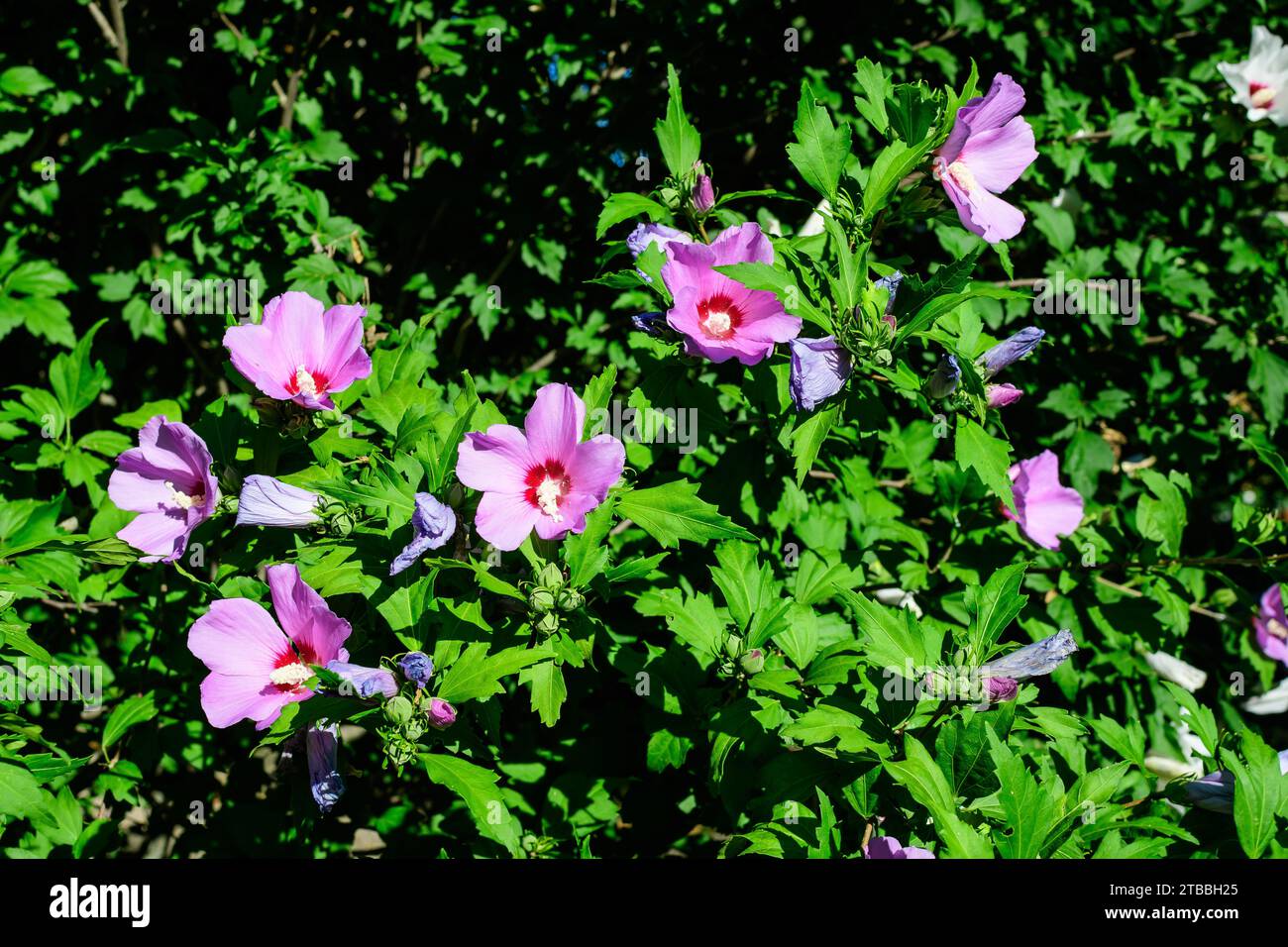 Pink magenta flowers of hibiscus syriacus plant, commonly known as ...