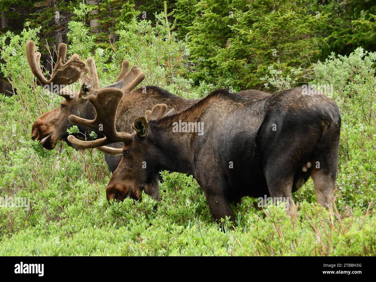 two bull moose grazing in the willows at brainard lake in the indian ...