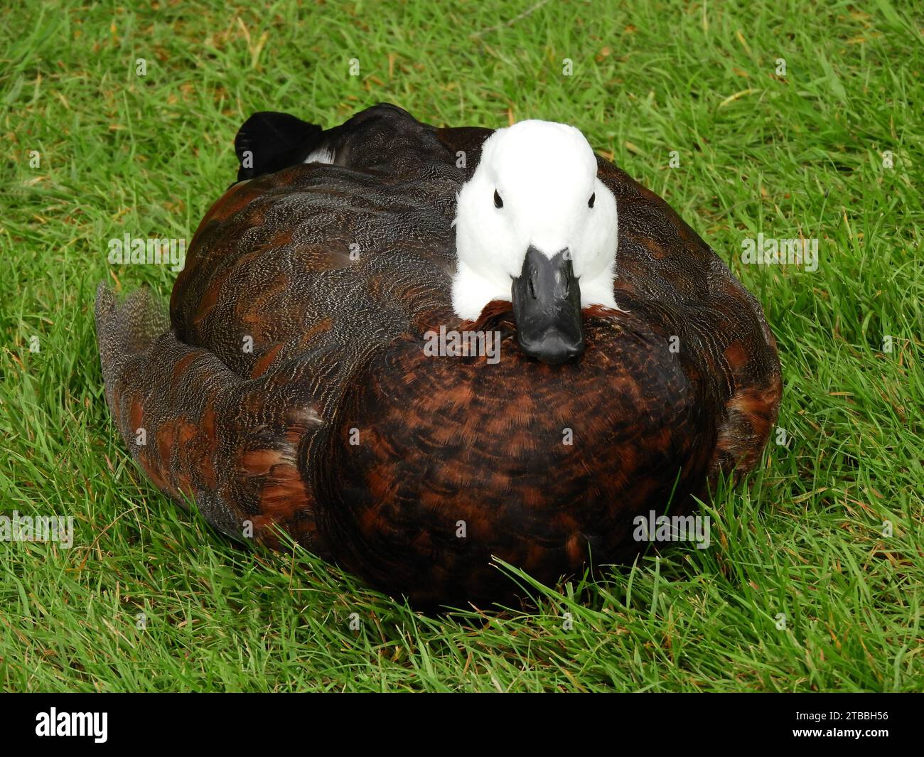 Te anau bird sanctuary hi-res stock photography and images - Alamy