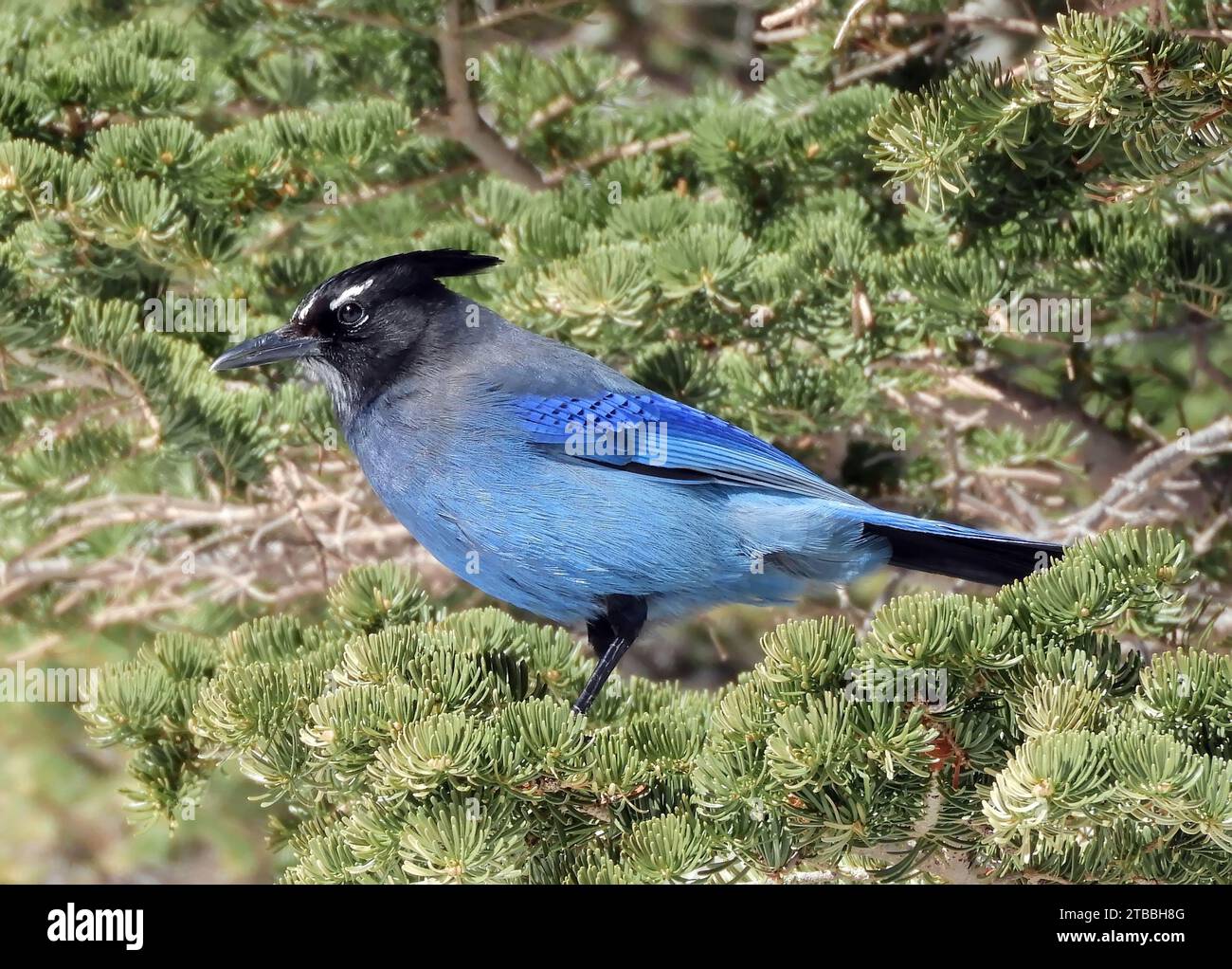 steller's jay perched in a pine tree at emerald lake in rocky mountain ...