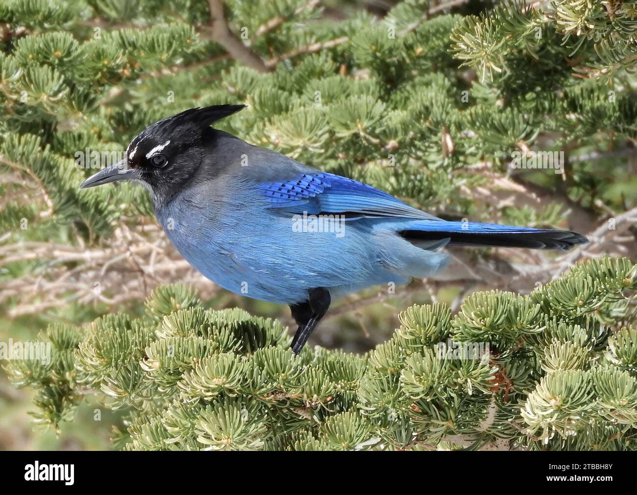 steller's jay perched in a pine tree at emerald lake in rocky mountain national park, colorado ...