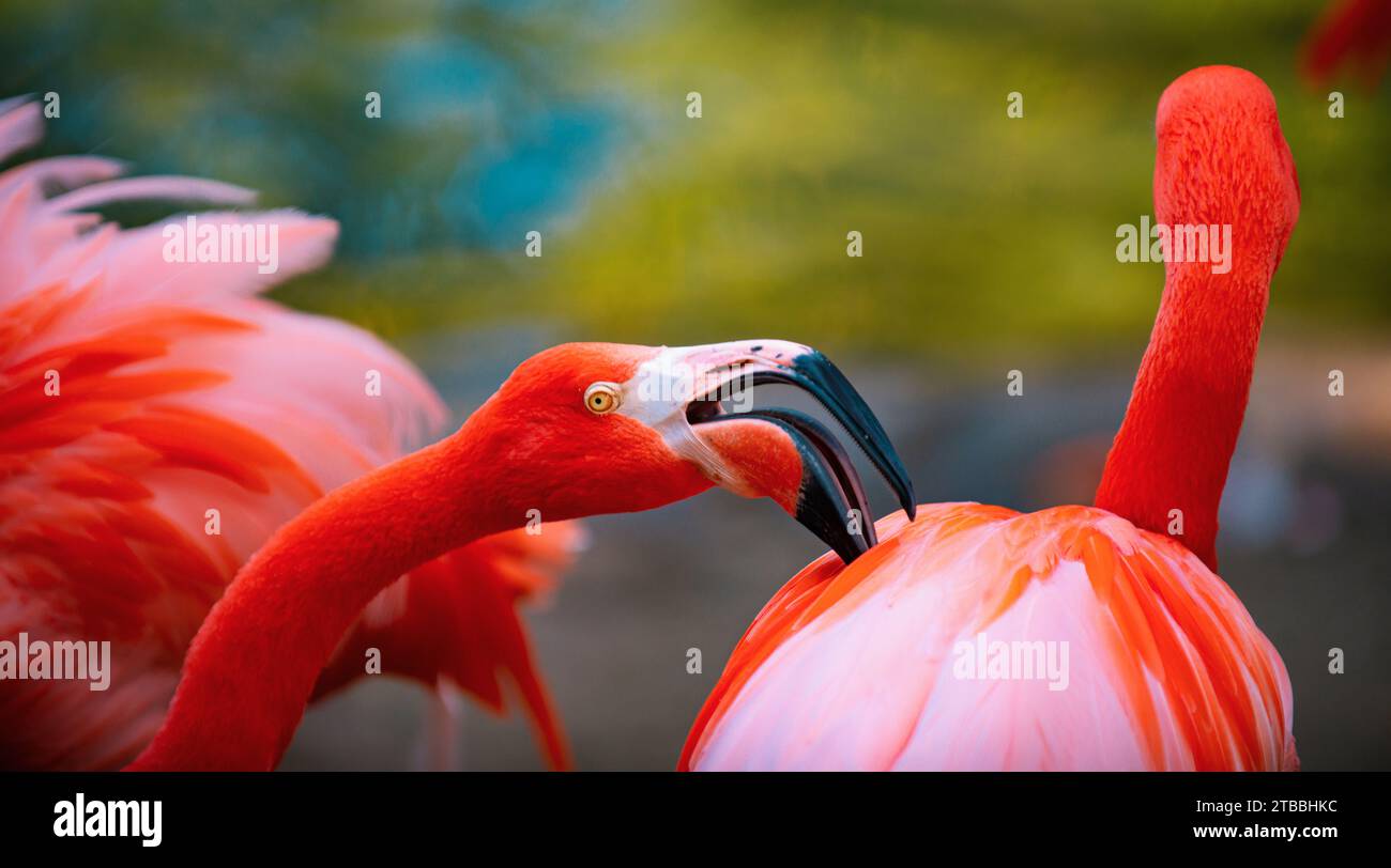 Close up portrait of funny pink flamingo beauty birds. Caribbean ...