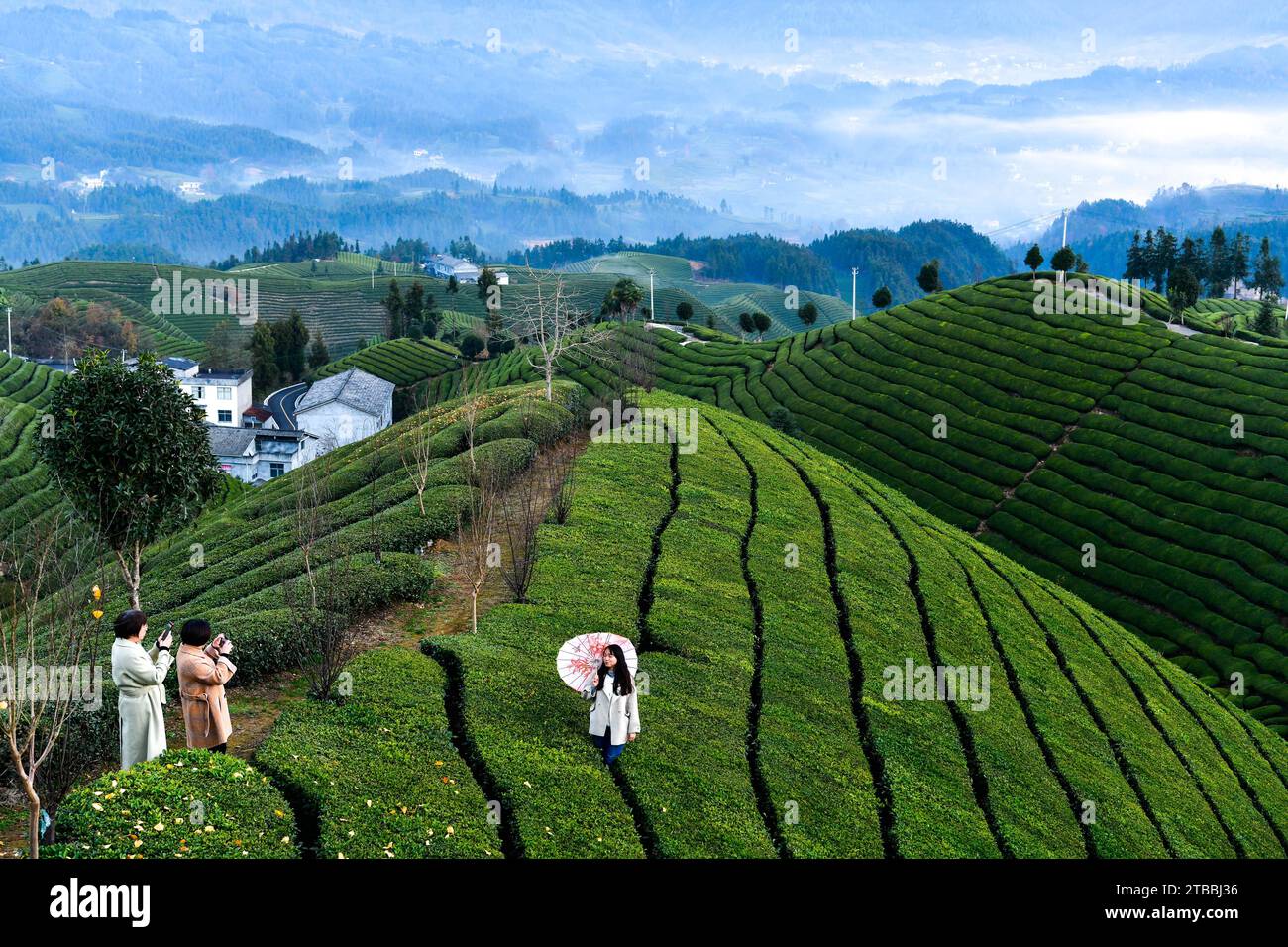 Hefeng, China's Hubei Province. 6th Dec, 2023. Tourists visit a tea garden in Zouma Township of ...