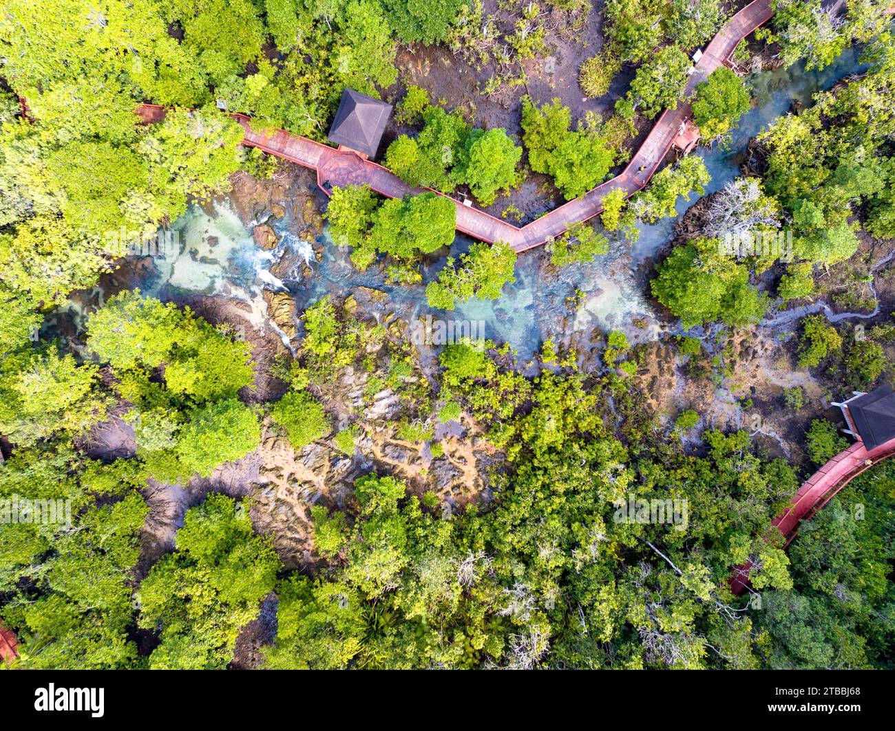 Amazing abundant forest trees,Aerial view of forest trees Rainforest ...