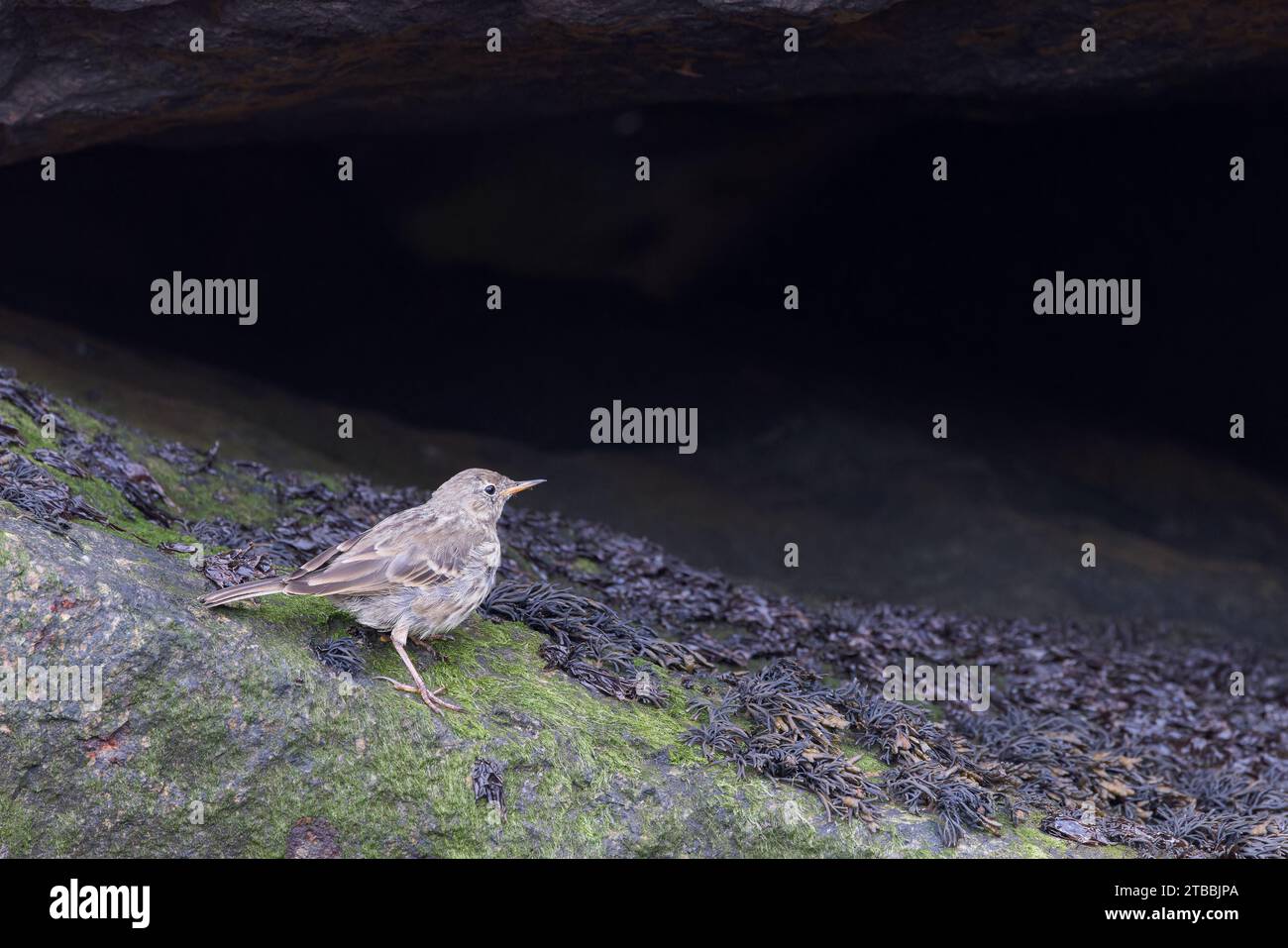 European Rock Pipit [ Anthus petrosus ] on seaweed covered rock Stock ...