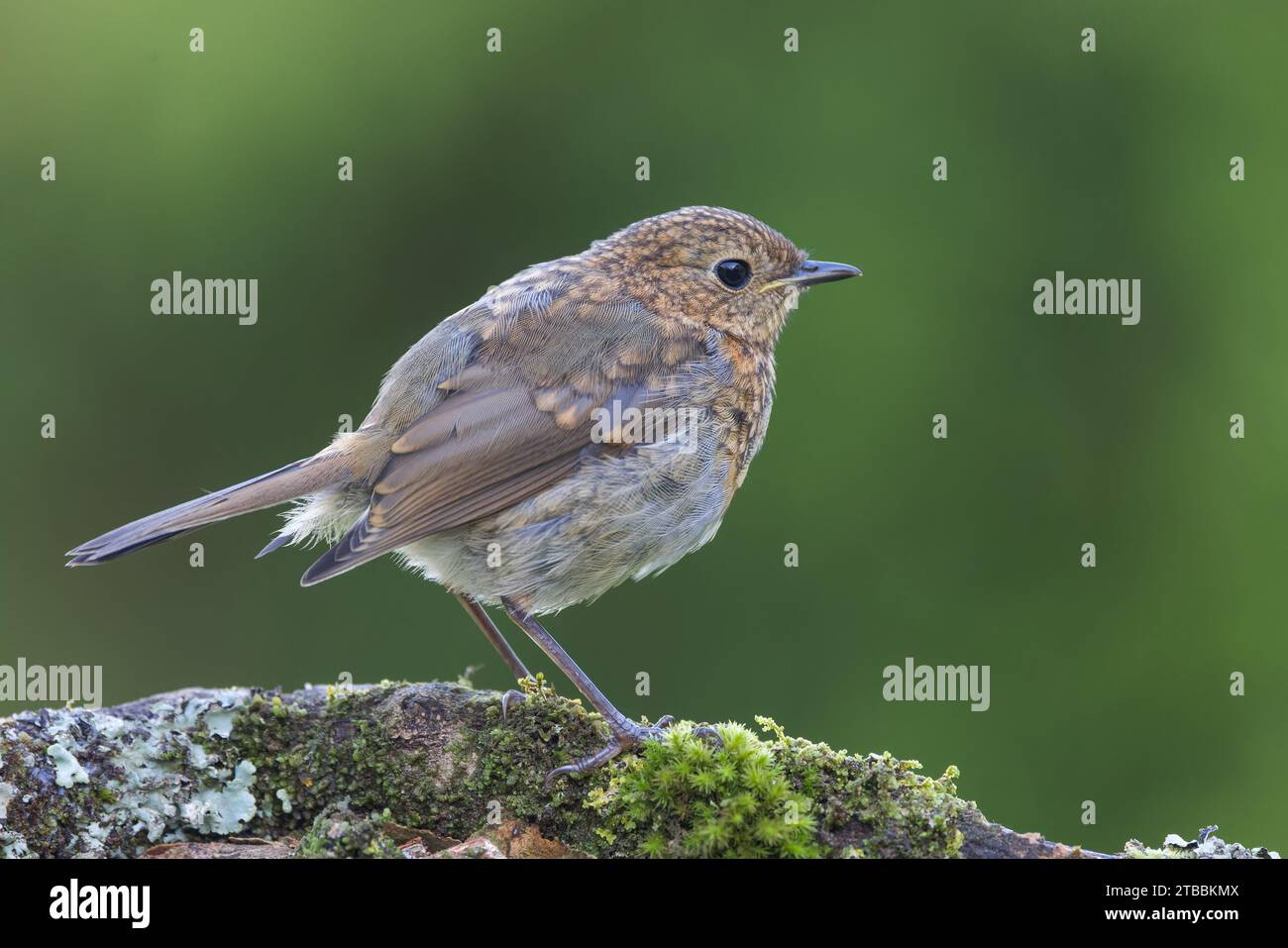 European Robin [ Erithacus rubecula ] juvenile bird on moss and lichen ...