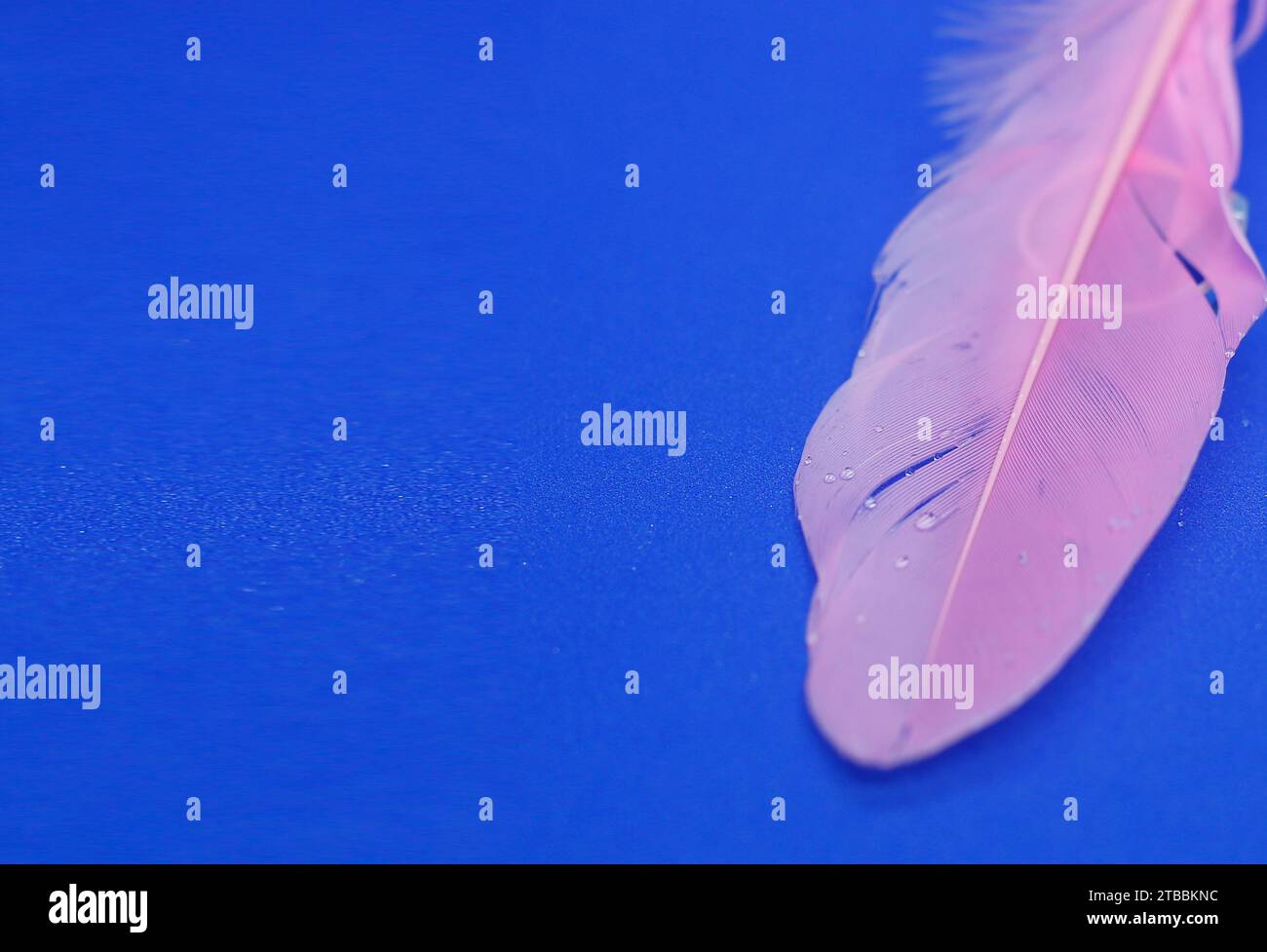 Rose closeup feather. Blue Background Stock Photo - Alamy