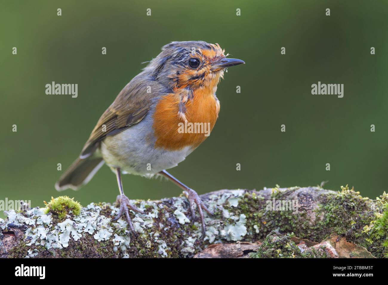 Scruffy garden hi-res stock photography and images - Alamy