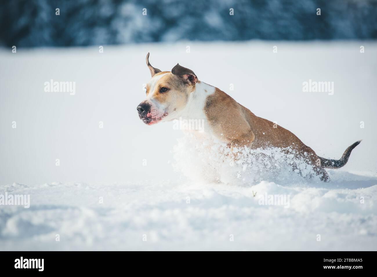 American Pit Bull Terrier in the snow, Winter Wonderland Stock Photo ...