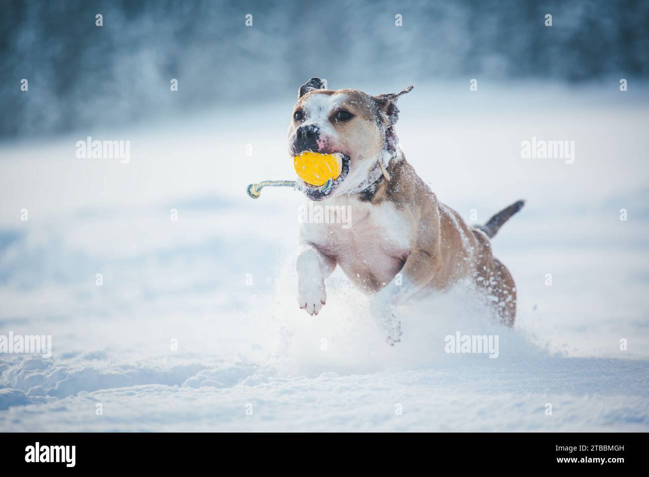American Pit Bull Terrier in the snow, Winter Wonderland Stock Photo ...