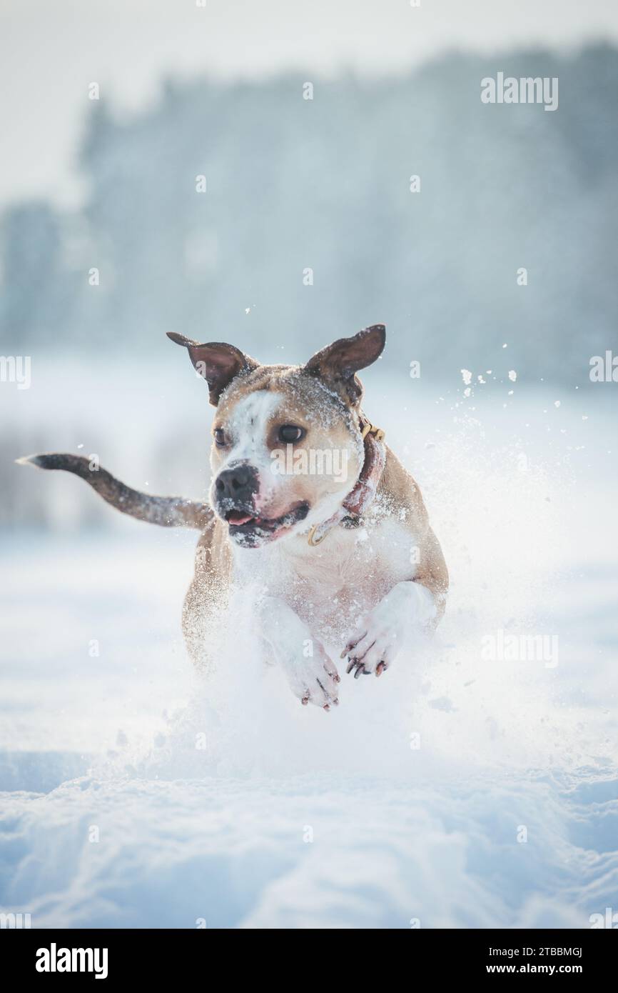 American Pit Bull Terrier in the snow, Winter Wonderland Stock Photo ...