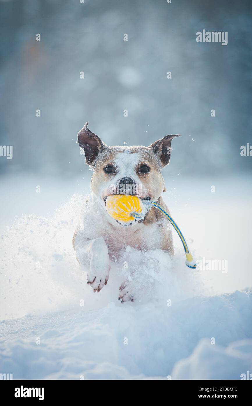 American Pit Bull Terrier in the snow, Winter Wonderland Stock Photo ...