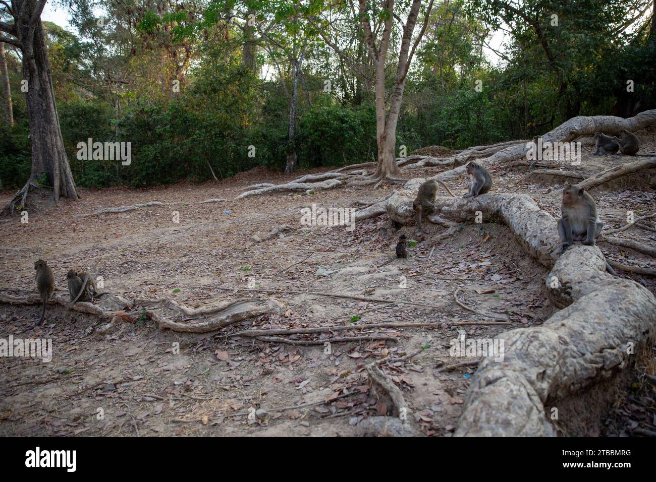 Group of Wild Monkeys in Cambodia Stock Photo - Alamy