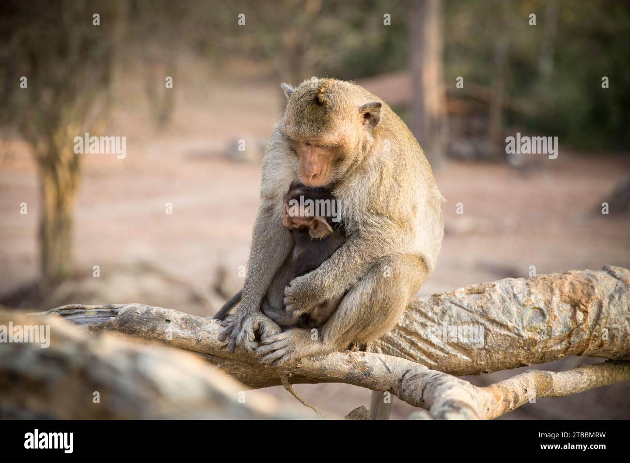 Hug hugging monkeys hi-res stock photography and images - Alamy