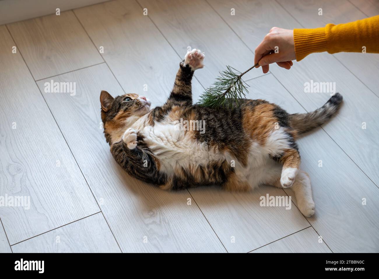 Playful cat lying on floor, trying to catch twig of pet owner. Activity ...