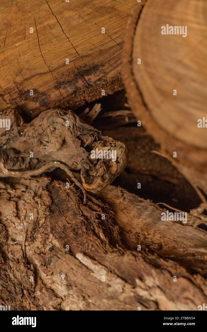 Mummified Dead Rats with Nasty Pointy Teeth in the woodshed Stock Photo ...