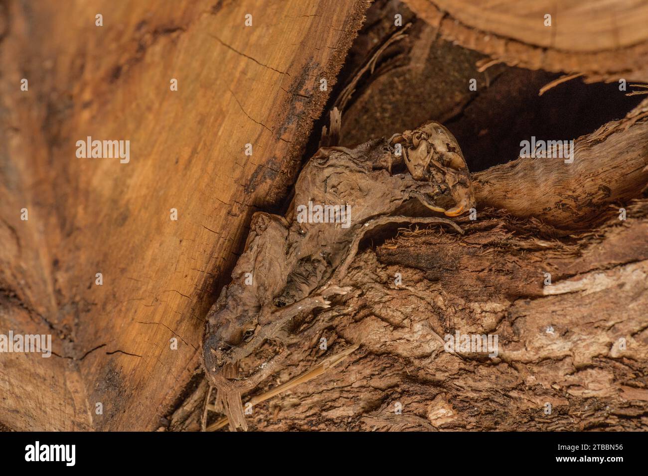 Mummified Dead Rats with Nasty Pointy Teeth in the woodshed Stock Photo ...