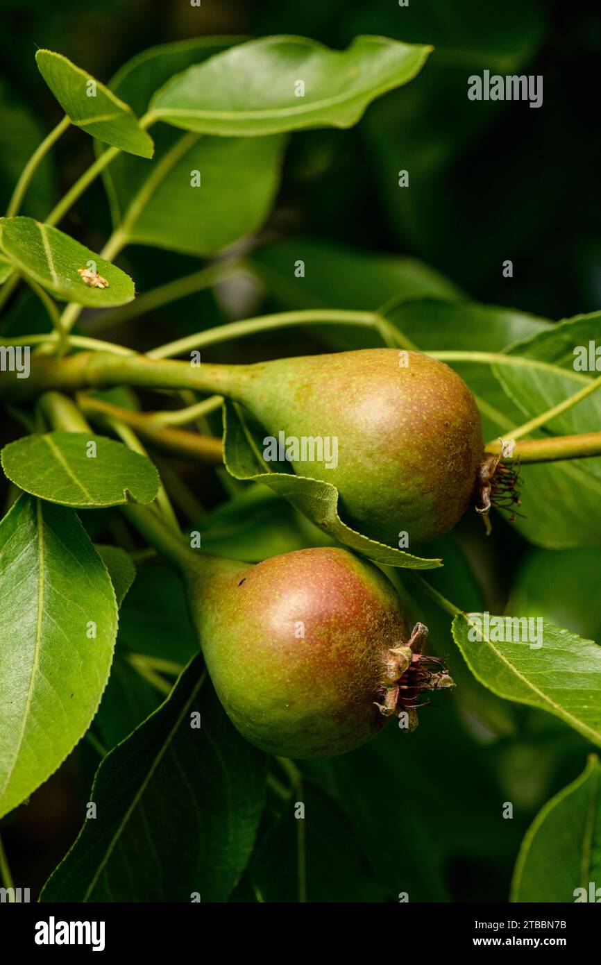 Developing fruit hi-res stock photography and images - Alamy