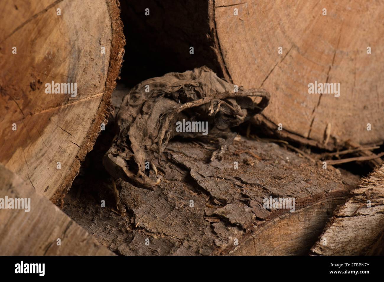 Mummified Dead Rats with Nasty Pointy Teeth in the woodshed Stock Photo ...