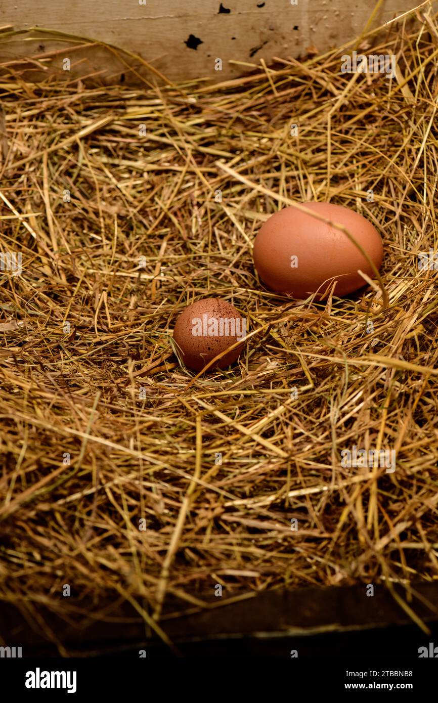First egg hi-res stock photography and images - Alamy