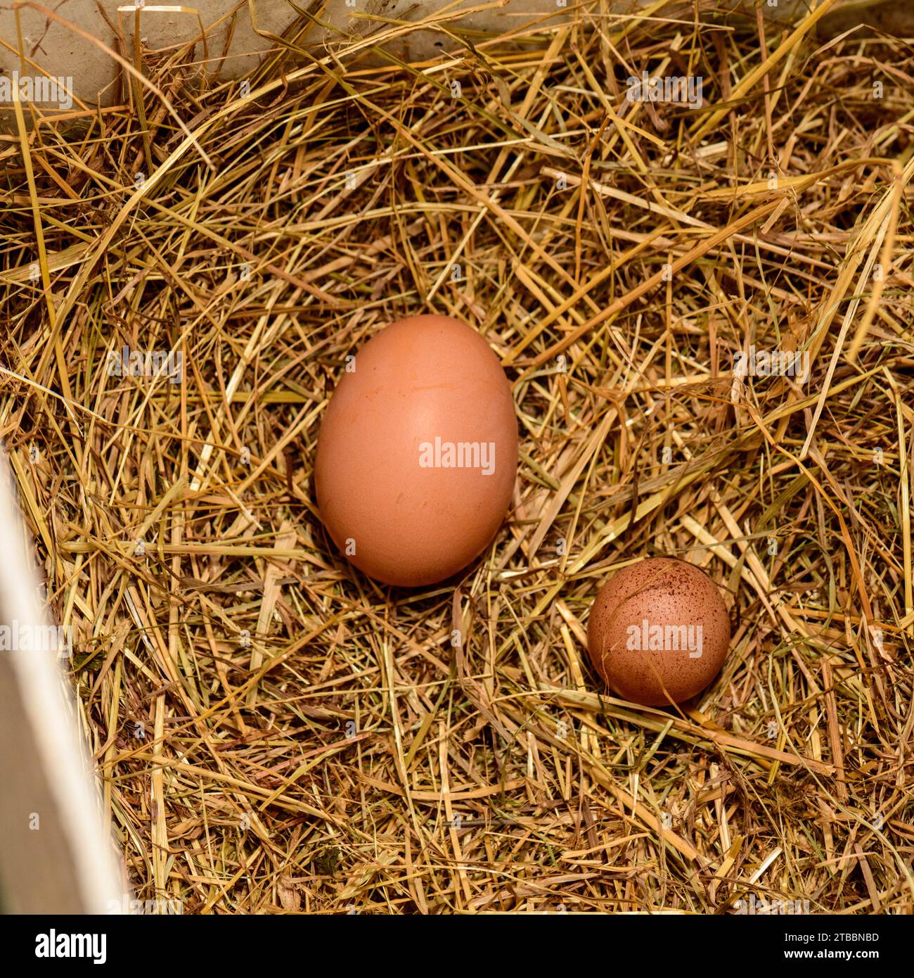 First egg hi-res stock photography and images - Alamy