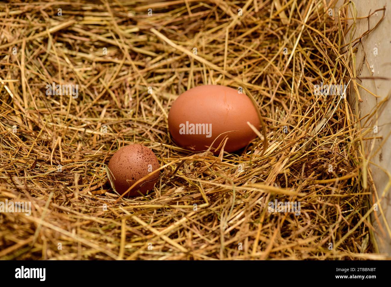 First hen egg hi-res stock photography and images - Alamy