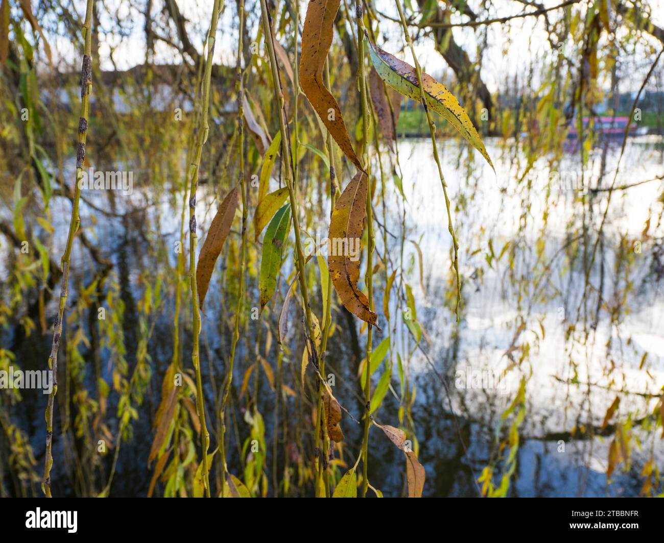 Leaves of a Riverside Tree, River Thames, Wallingford, Oxfordshire ...