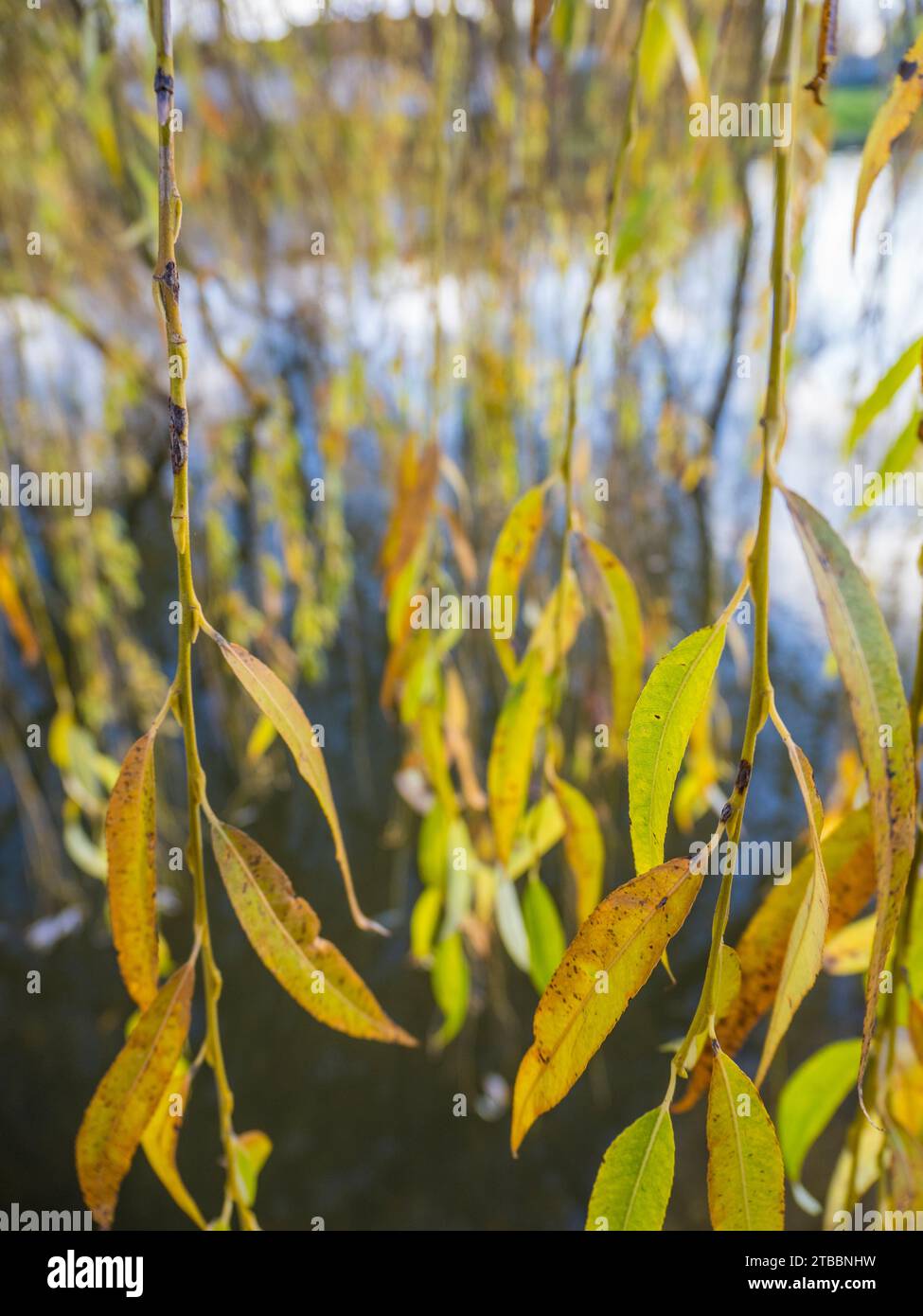 Leaves of a Riverside Tree, River Thames, Wallingford, Oxfordshire ...