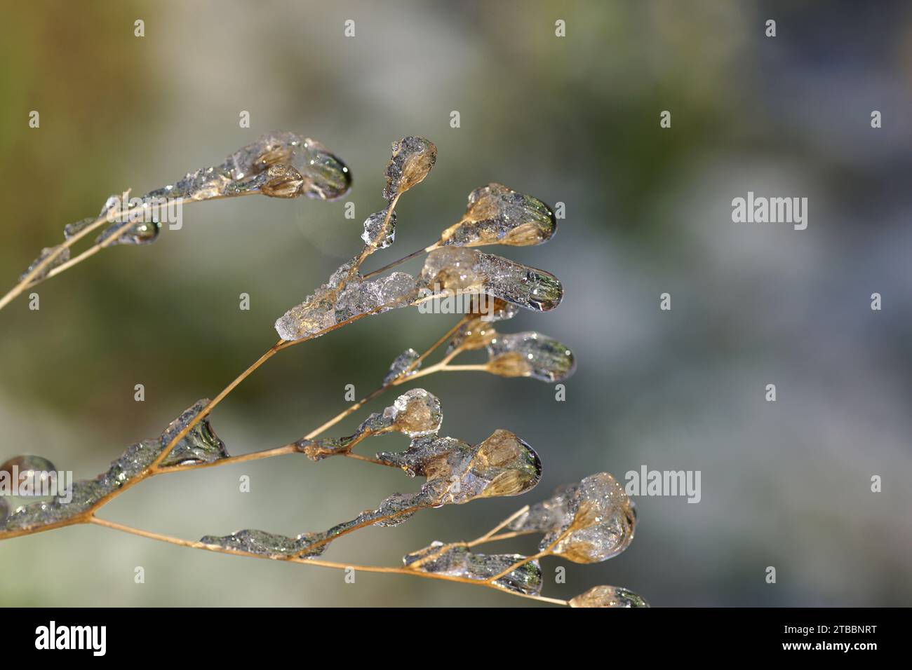 Closeup macro shot of frozen buds of Common figwort (Scrophularia ...