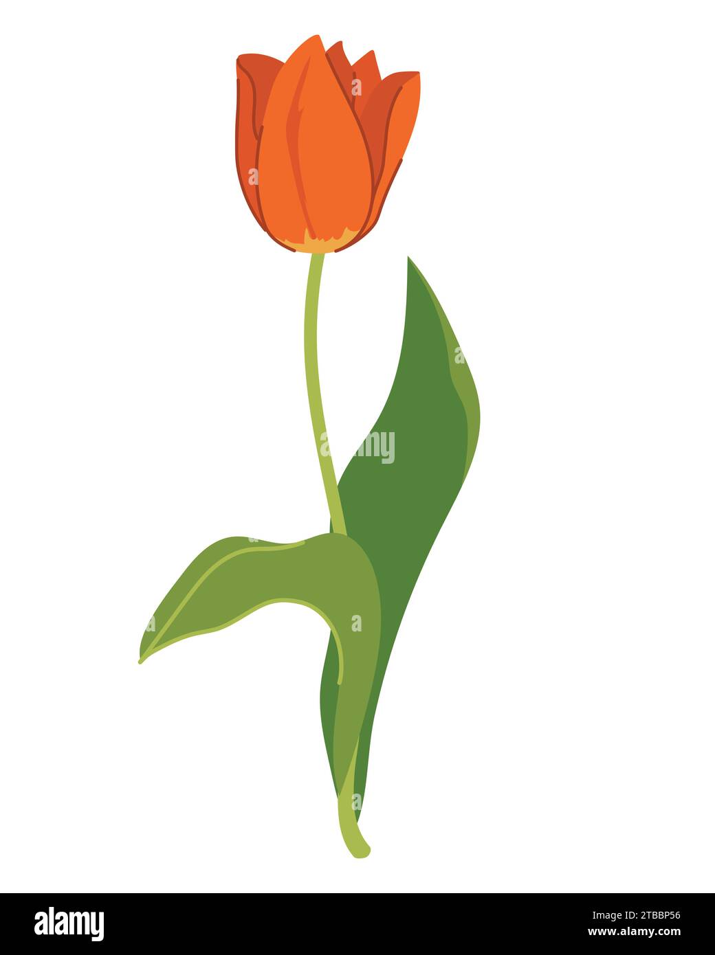Red tulip on a white background. Stylized vector drawing of a beautiful ...