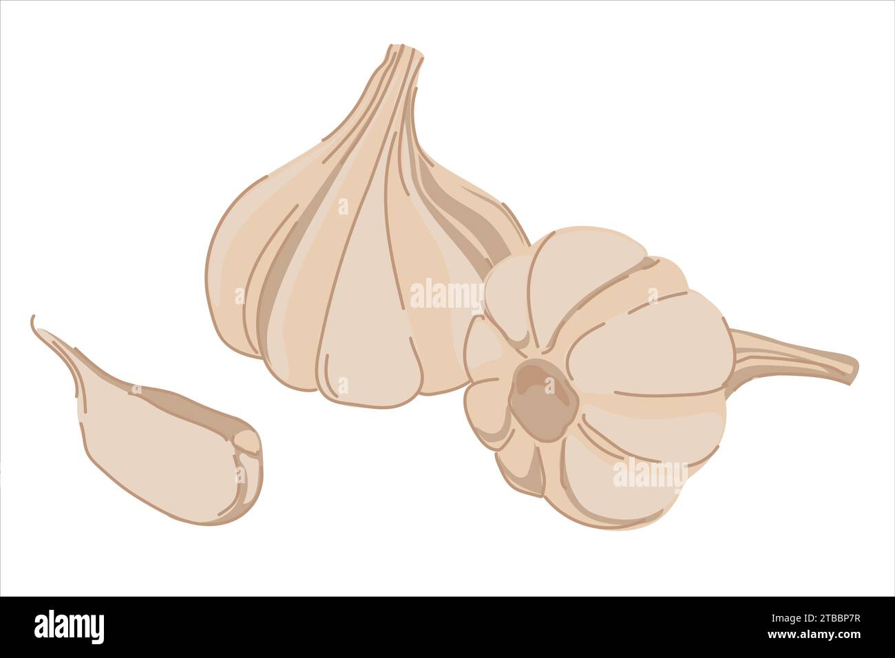 Garlic isolated on a white background. Vector illustration. Garlic ...