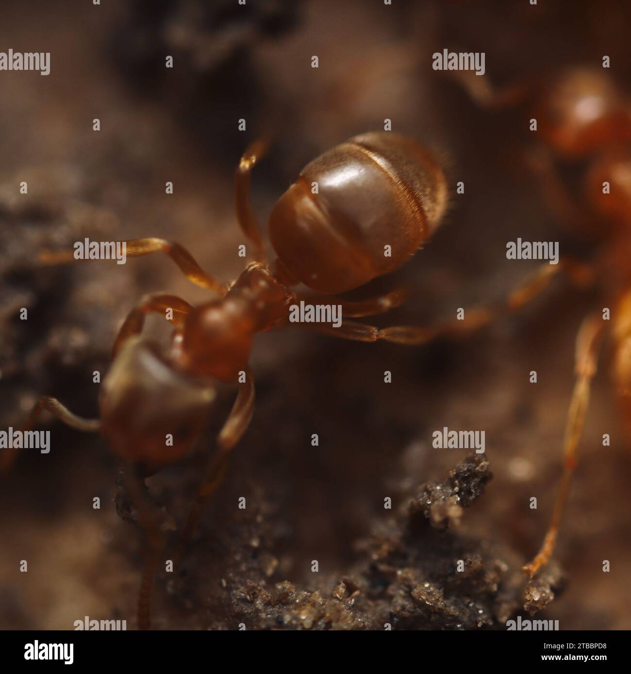 Ants close up hi-res stock photography and images - Alamy